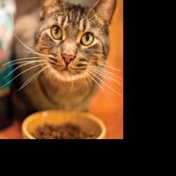 Feeding Your Finicky Feline | Archives | nmmarketplace.com