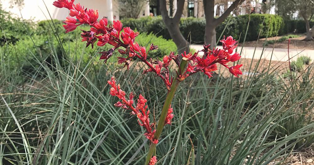 Make Your Landscape ‘Snap’ | Features | nmmarketplace.com