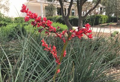 Make Your Landscape ‘Snap’ | Features | nmmarketplace.com