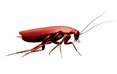 In nature, roaches don’t die belly up | News | nny360.com