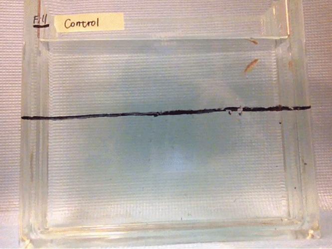 Yes, actually — fish can be depressed | News | nny360.com