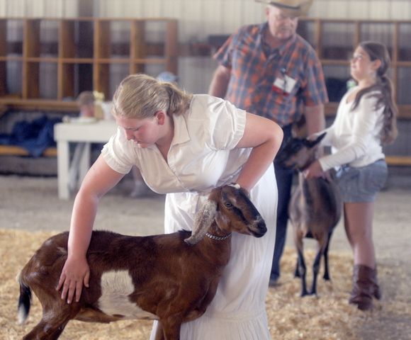 Goat Show Highlights Tuesday At Gouverneur & County Fair Goats take ...
