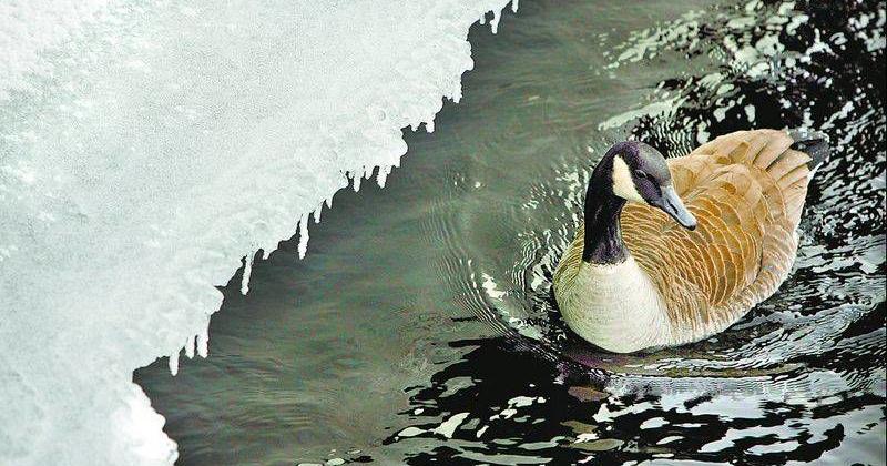 GOOSE BUSTERS | Arts and Life | nny360.com