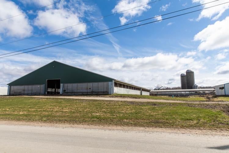 Coronavirus could be ‘nail in the coffin’ for many north country dairy ...