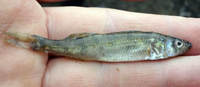 St. Lawrence River Walleye Association | News | nny360.com