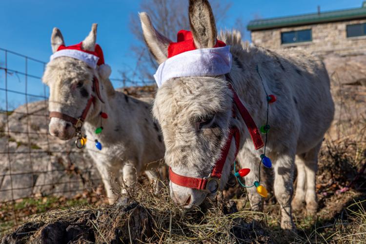 Alex Bay hosts 1000 Islands River Santa Festival | Kidscontent | nny360.com