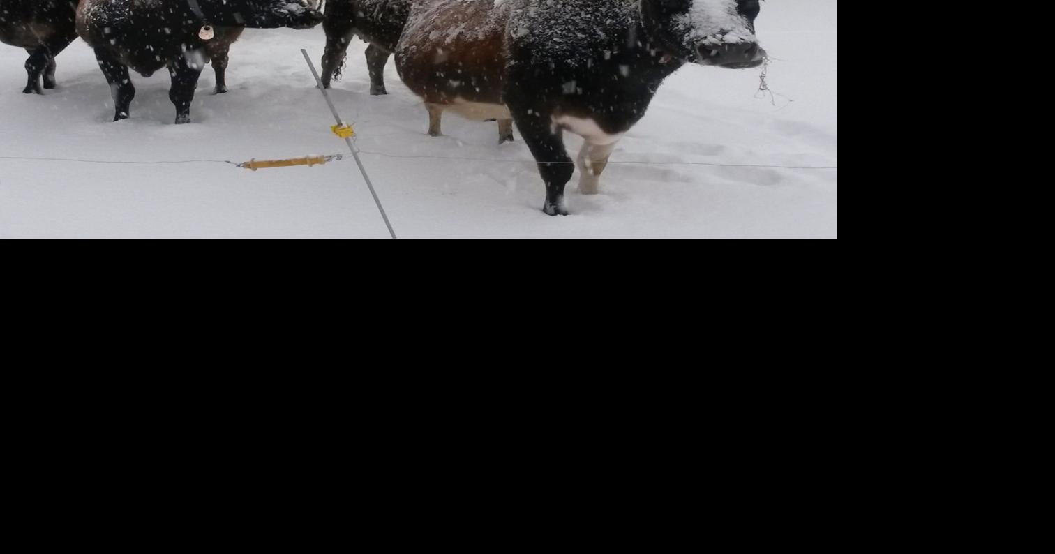 How do cows stay warm in the winter? | Opinion | nny360.com
