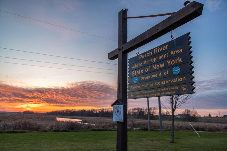 DEC completes $4.8 million water level project at Perch River wildlife ...