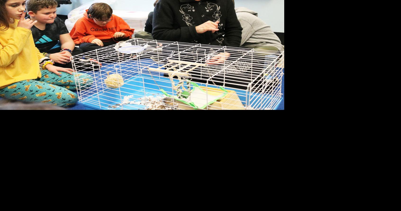KPS fifth graders foster rats to be adopted | Education | nny360.com