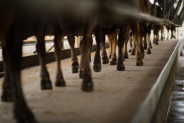 ‘Cow Fitbits’ and artificial intelligence are coming to the dairy farm ...