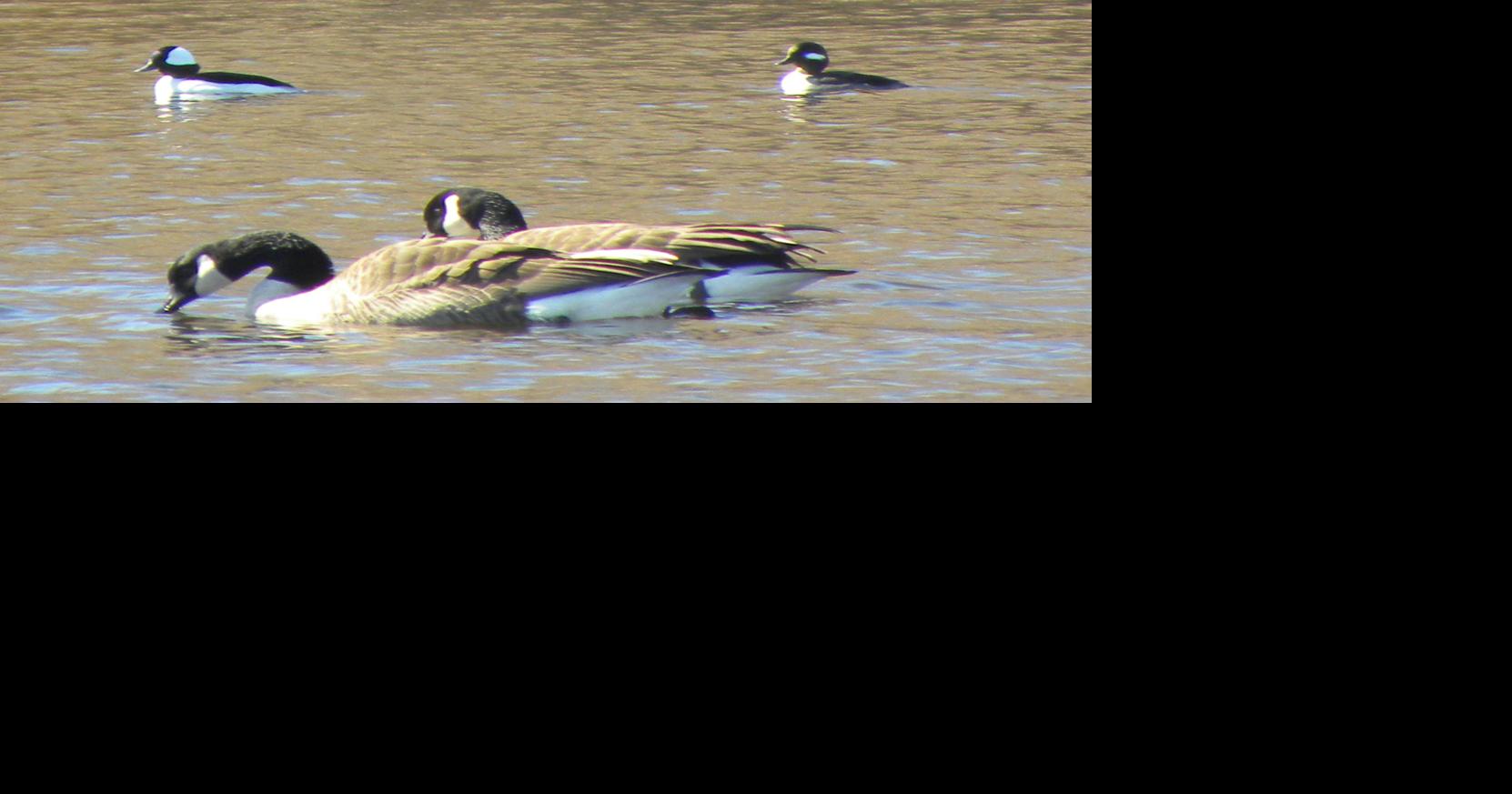 Warner: Mexico geese | Arts and Life | nny360.com