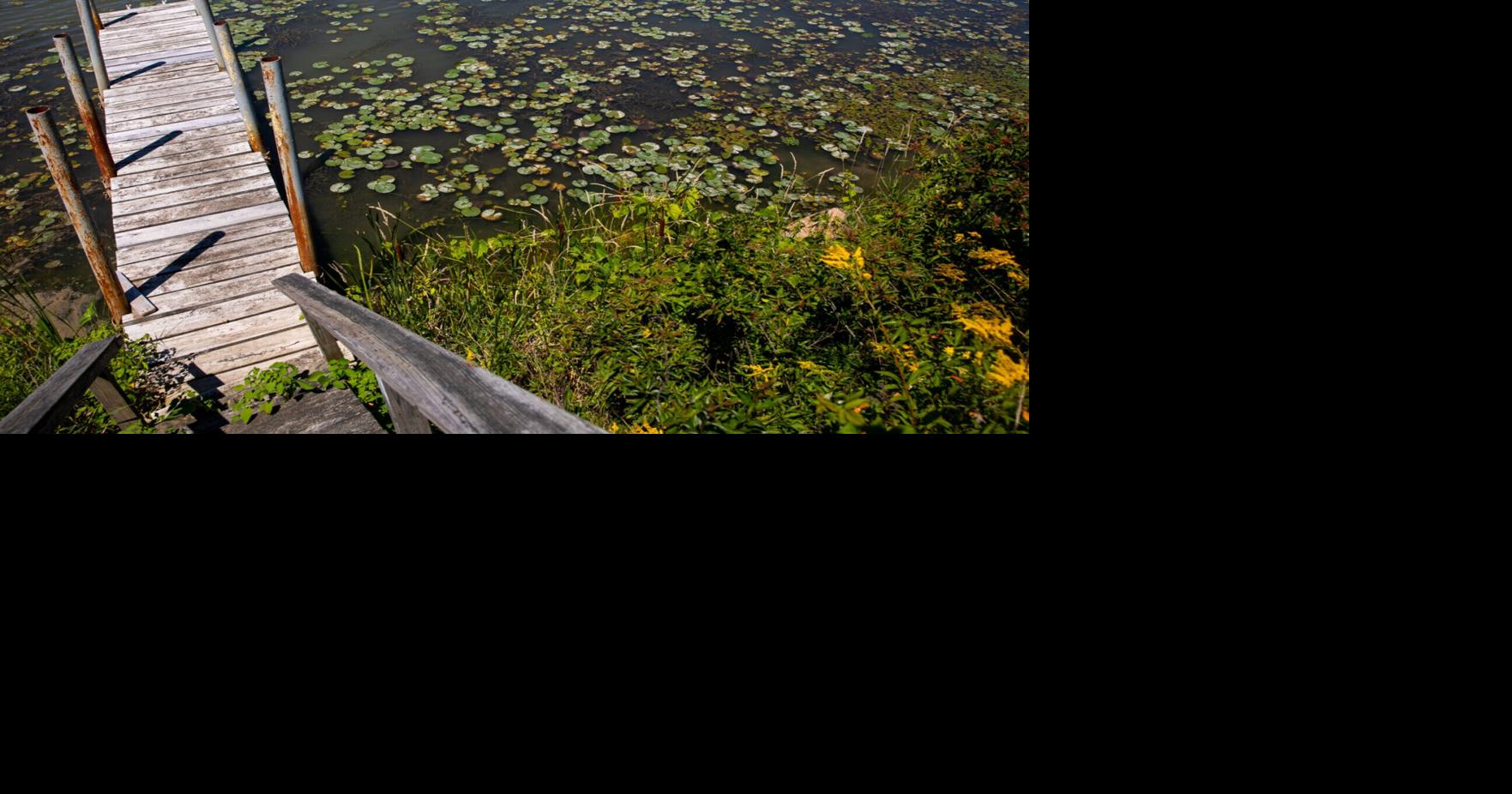 Volunteers needed to pull invasive water chestnuts Monday on Guffin Bay ...