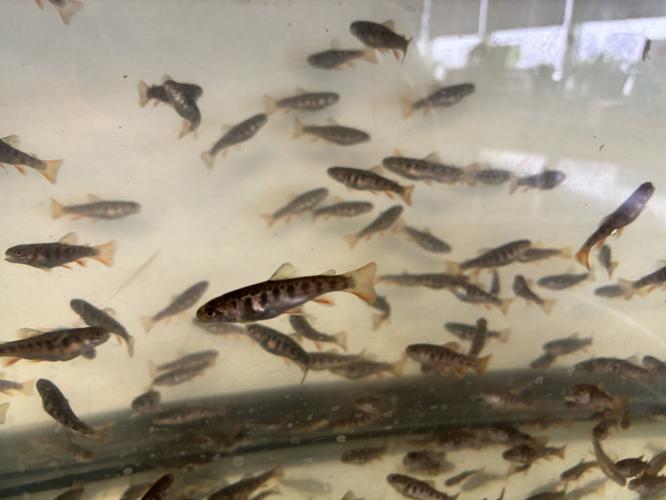 Trout in the Classroom at Carthage Central: Schools of fish at school ...