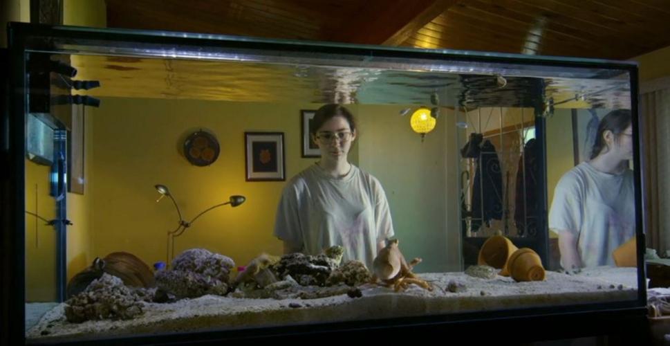 Was Heidi the octopus really dreaming? | News | nny360.com