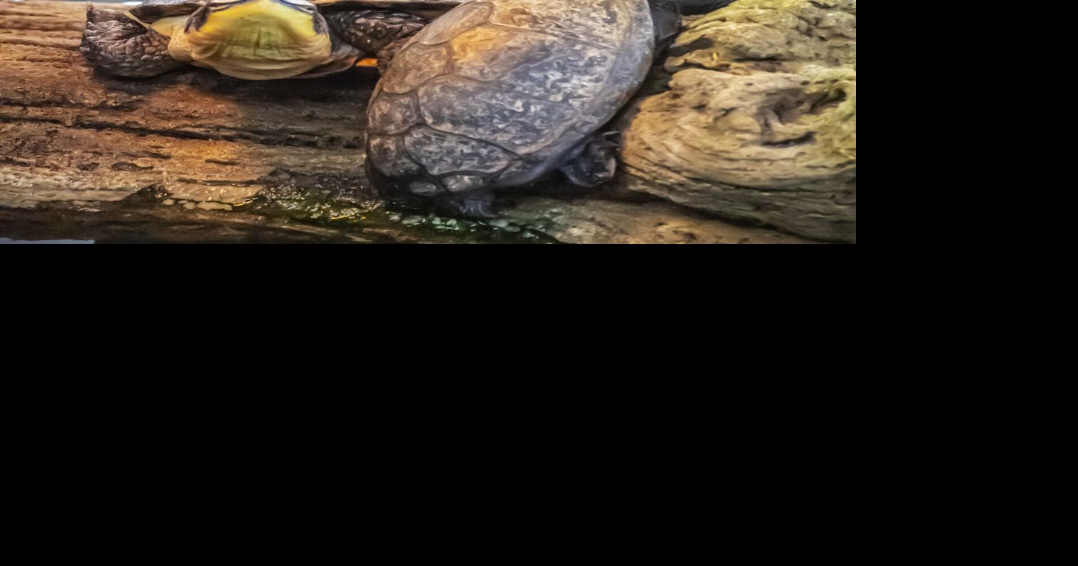 Turtle tandem at Nicandri Nature Center | Kidscontent | nny360.com