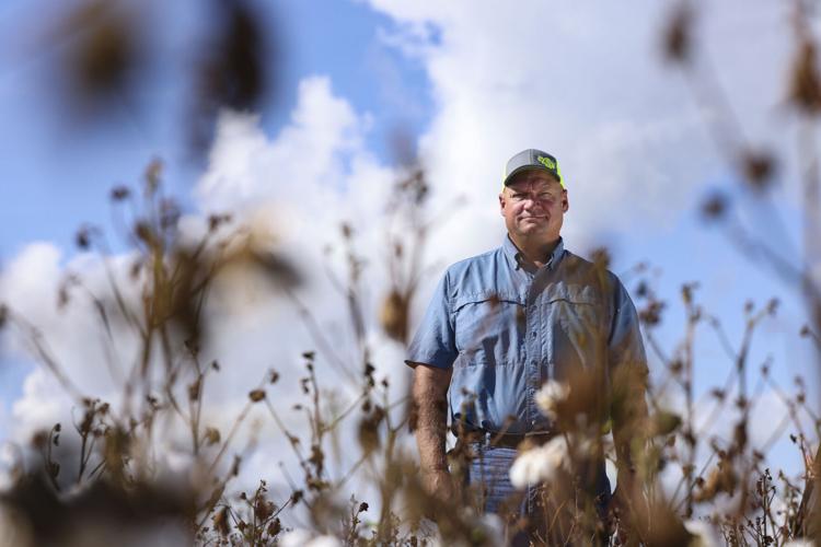 Record-breaking Texas drought withers cotton crop | Agriculture ...