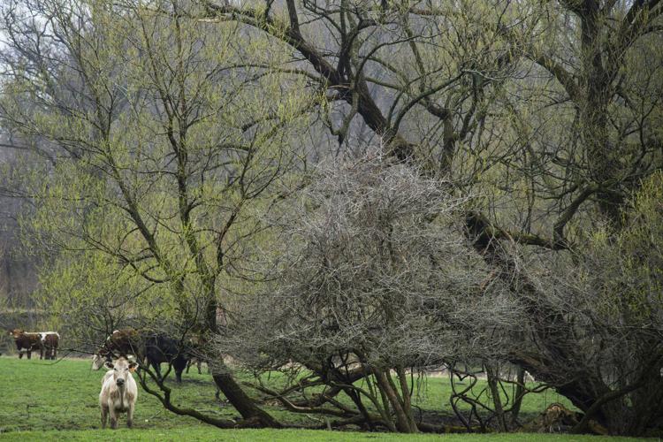 Rodman livestock farm focuses on direct sales to consumers | Jefferson ...