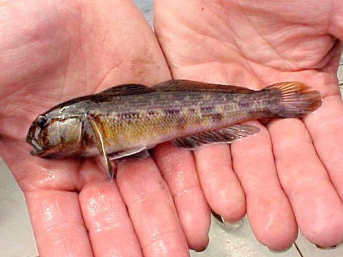 The mighty St. Lawrence muskie has helping hands for rebound ...