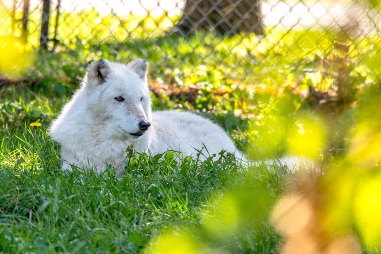State museum researchers confirm rare, documented case of wild gray ...
