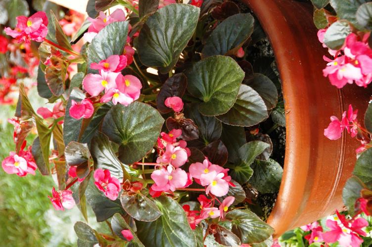 Let BIG, bold begonias dazzle in your summer landscape | | nny360.com