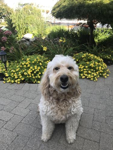 Dog named Louie has his day | News | nny360.com