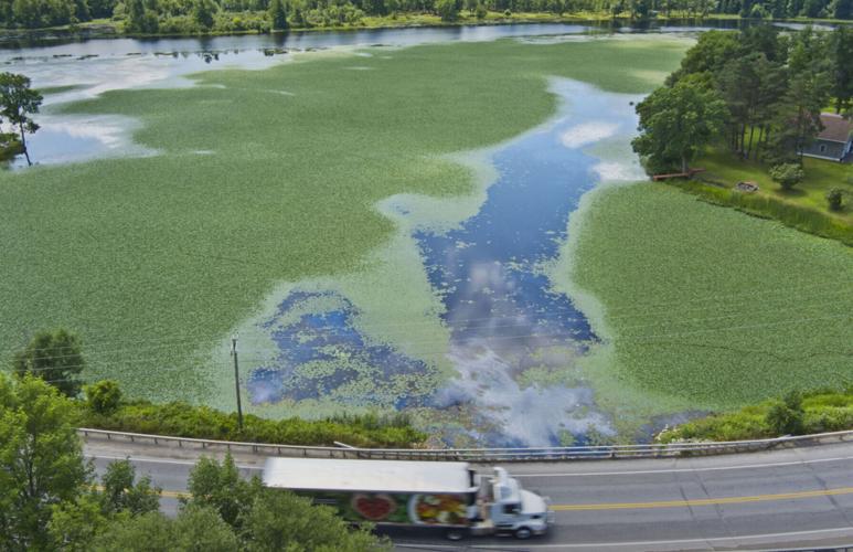 Volunteers needed to pull invasive water chestnuts Monday on Guffin Bay ...