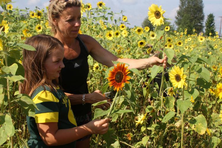 Flowers of the field Sunflowers draw picture takers and pollinators to ...