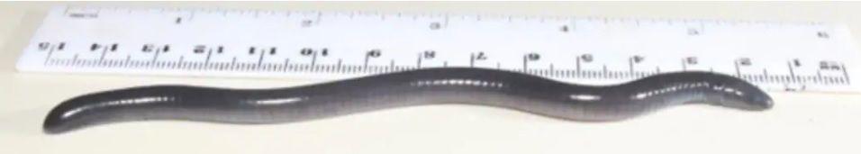 Worm-like amphibian named after Trump | News | nny360.com