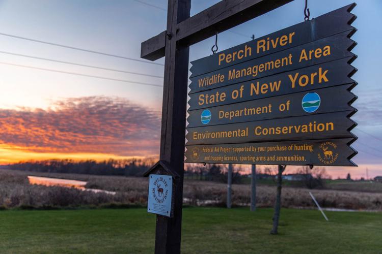 DEC completes $4.8 million water level project at Perch River wildlife ...