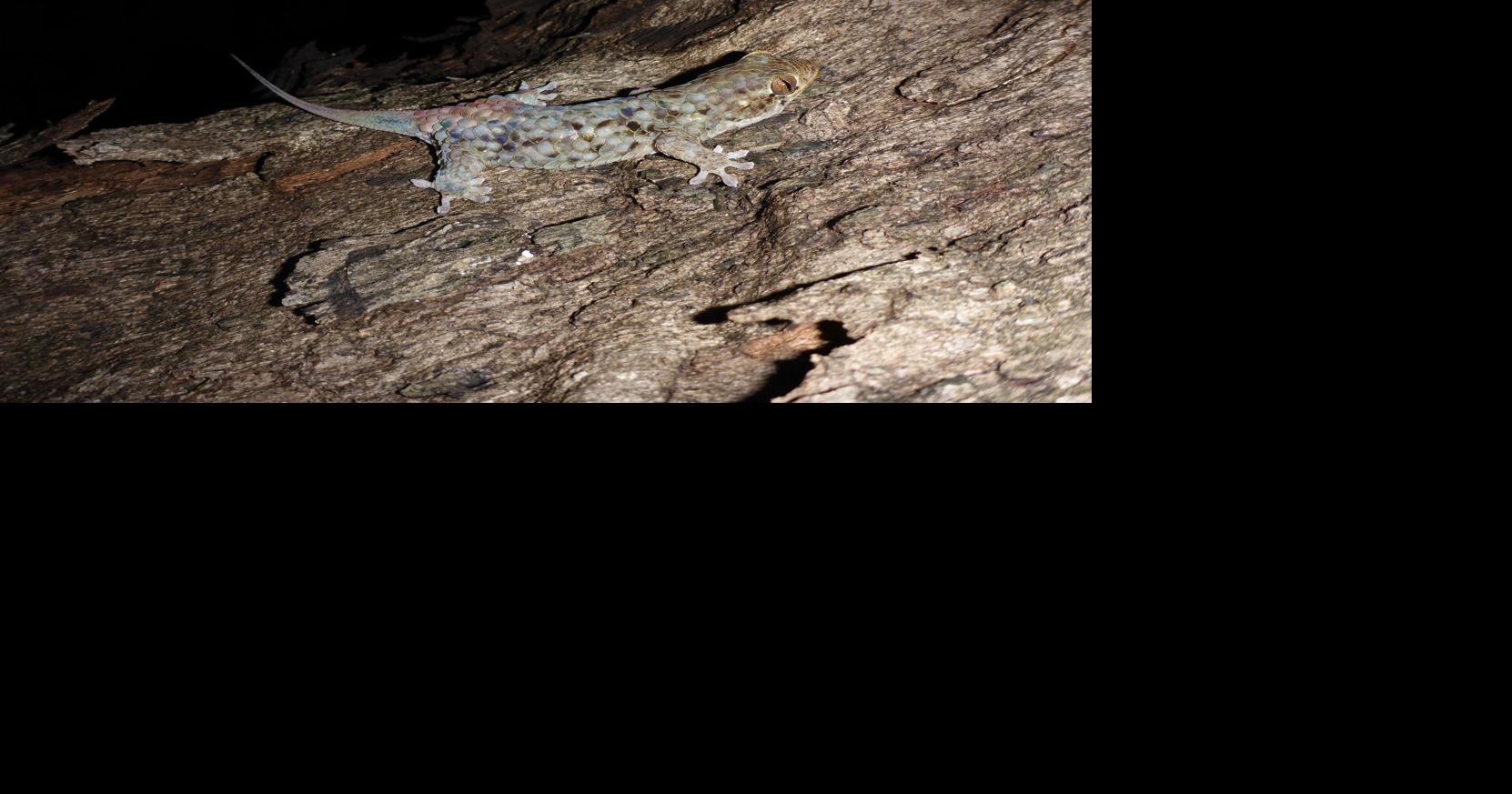 Gecko has scaly defenses | News | nny360.com