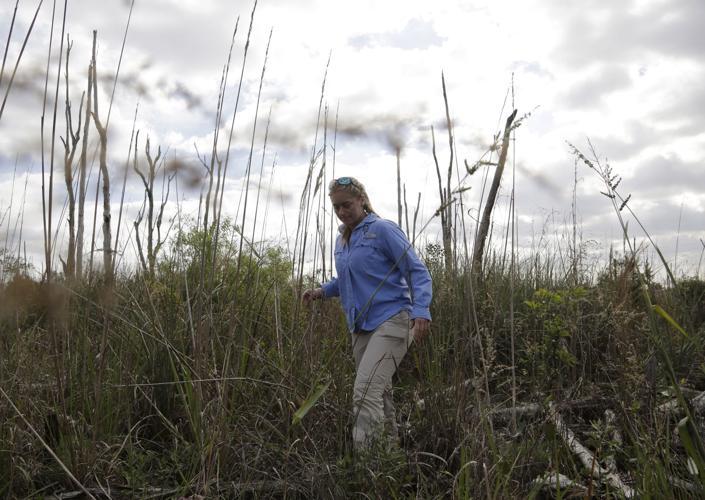 A sneaky snake: Teams hunt for rock pythons in Everglades | News ...