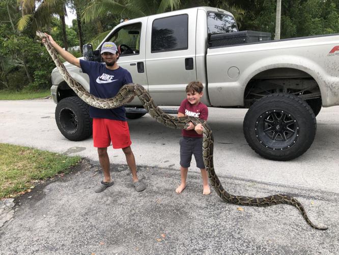This year’s Florida Python Challenge winner wrangled 28 snakes | News ...