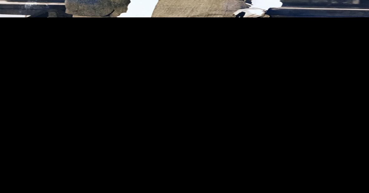 An observant biography about Hemingway’s 4th wife, Mary, who gave up ...