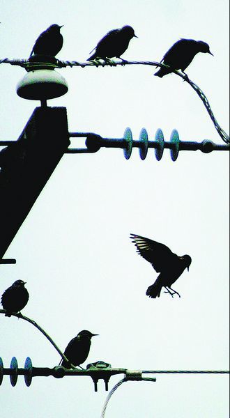 HIGH-WIRE ACT | Arts and Life | nny360.com