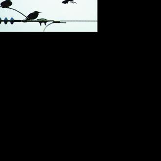 HIGH-WIRE ACT | Arts and Life | nny360.com