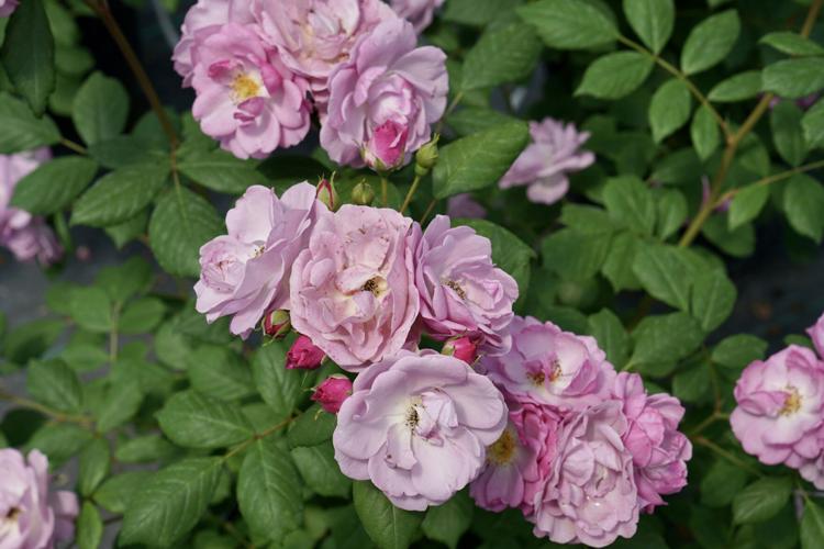Fragrant new Reminiscent, Rise Up roses make debut | Home and Garden ...