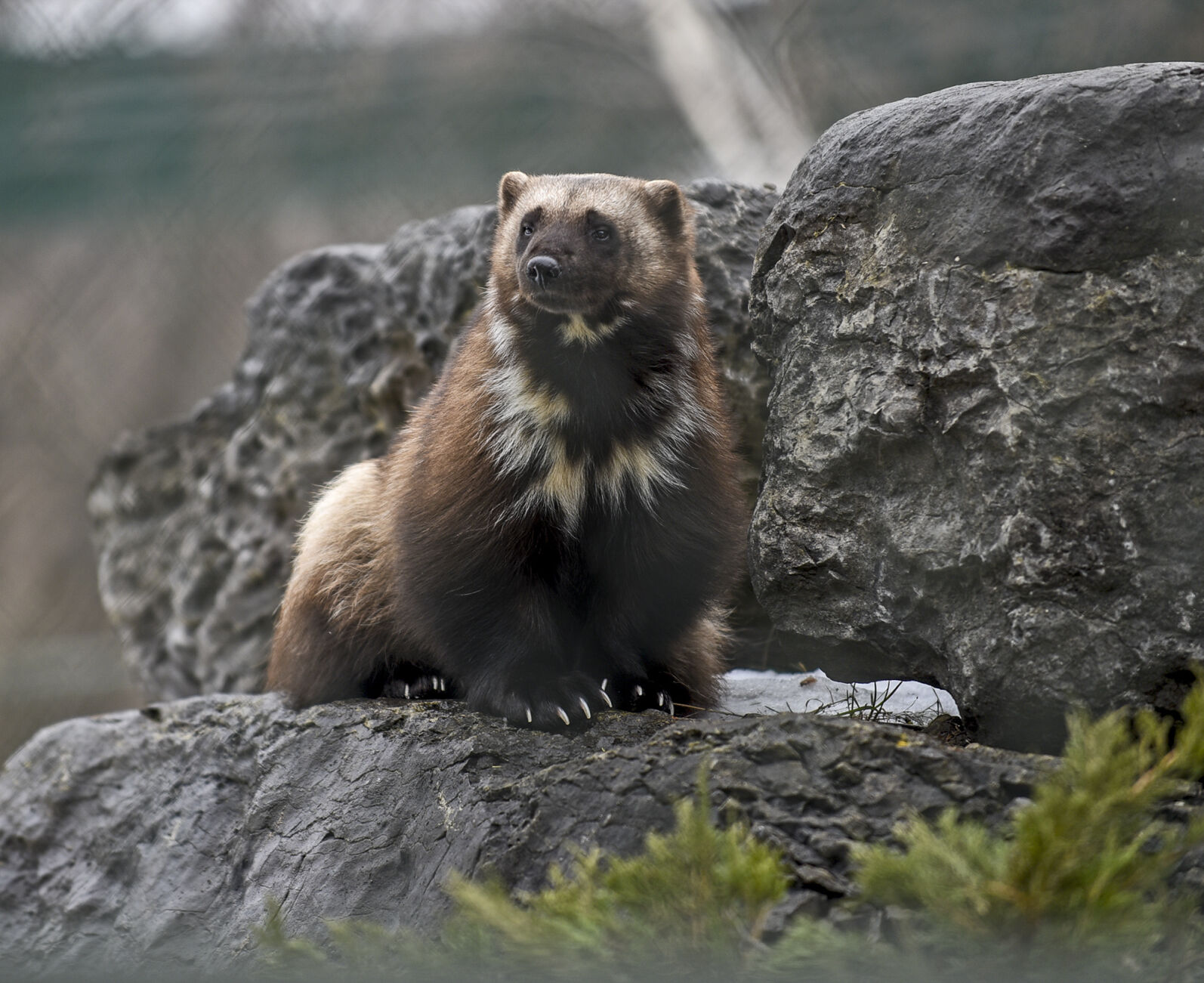 Zoo New York to celebrate wolverine’s life on Valentine’s Day ...