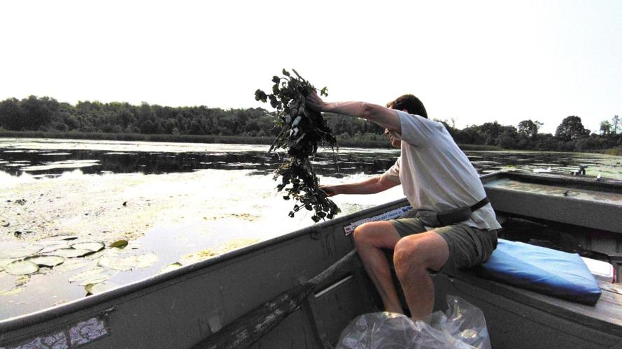 Efforts continue in battle against invasive water chestnuts | Education ...