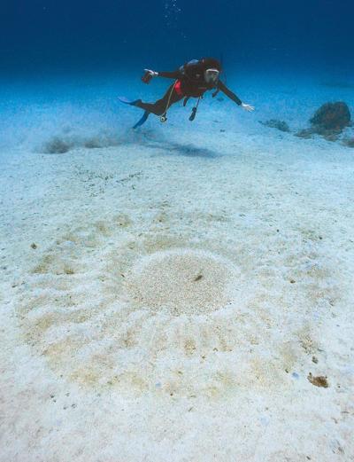fishy circle | News | nny360.com