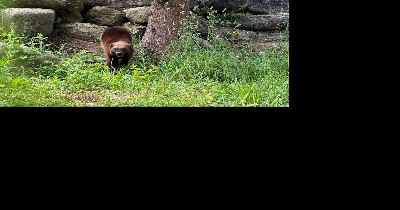 Wolverine joins Thompson Park’s Zoo New York | Kidscontent | nny360.com