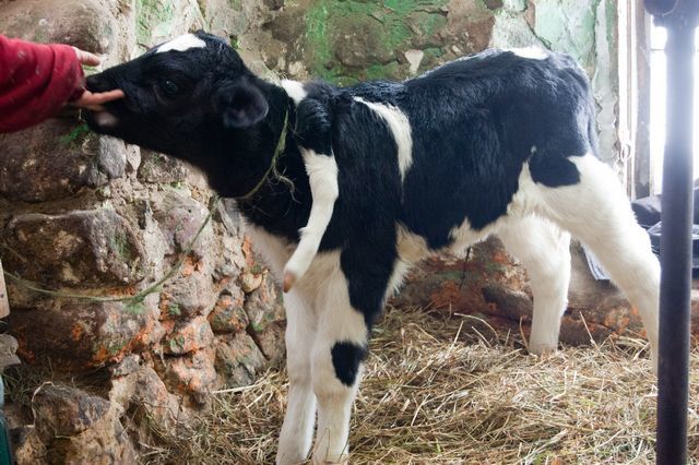 Five-legged calf born in Castorland | News | nny360.com