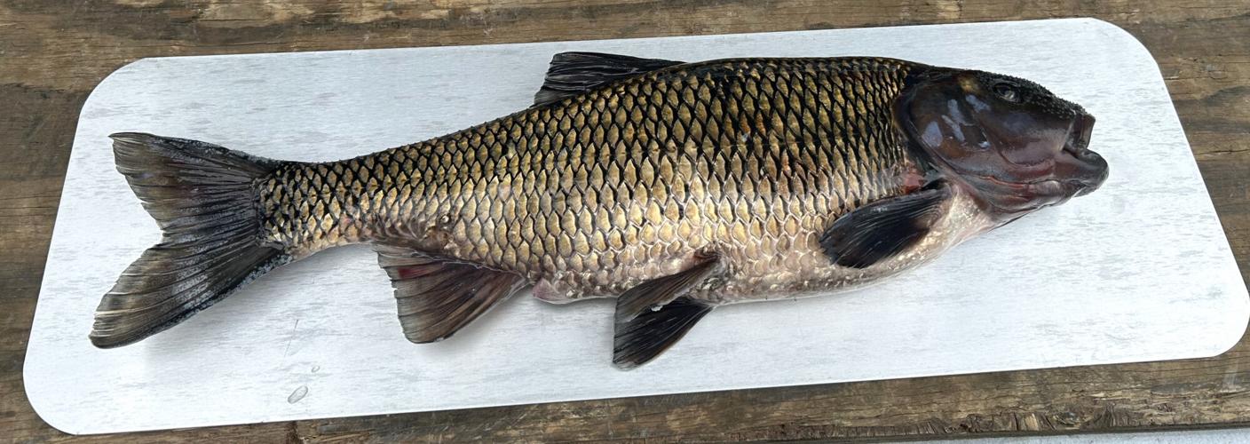 Angler’s luck continues upward trend with fallfish record | Achievers ...