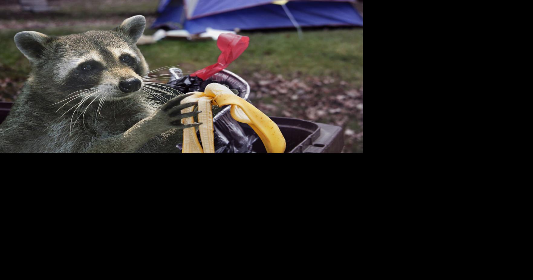 Be aware of wildlife to guard against rabies infection | Oswego County ...