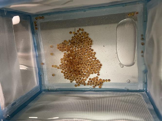 Trout in the Classroom at Carthage Central: Schools of fish at school ...