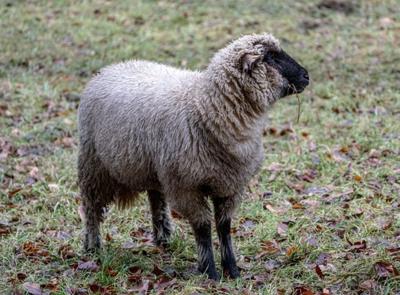 Dear Aggie: Why fleece the flock? | Agriculture | nny360.com
