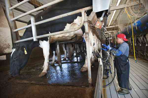 Farmers Get Milked | News | nny360.com
