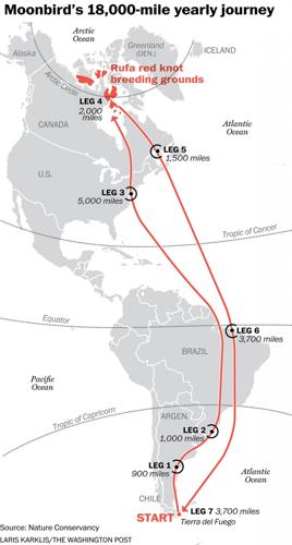 A Look at a Rufa named Moonbird | News | nny360.com