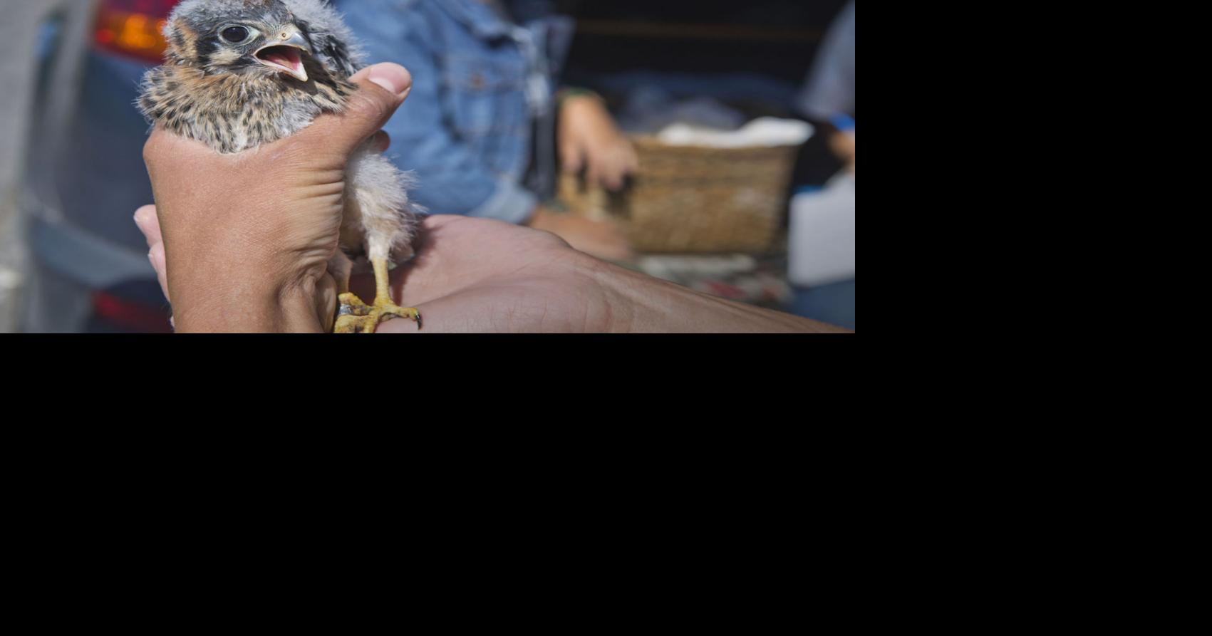 Bird banding: Adirondack Raptors continues American kestrel tracking ...