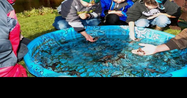 Tribe releases sturgeon into Salmon River RESTORATION PROJECT: Children from Mohawk school get ...