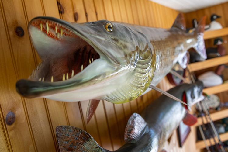 The mighty St. Lawrence muskie has helping hands for rebound ...